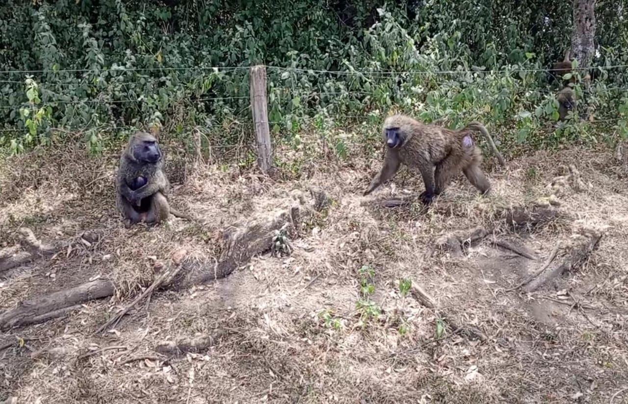 Visirani vya Nyani: The sexist baboons of Nakuru city