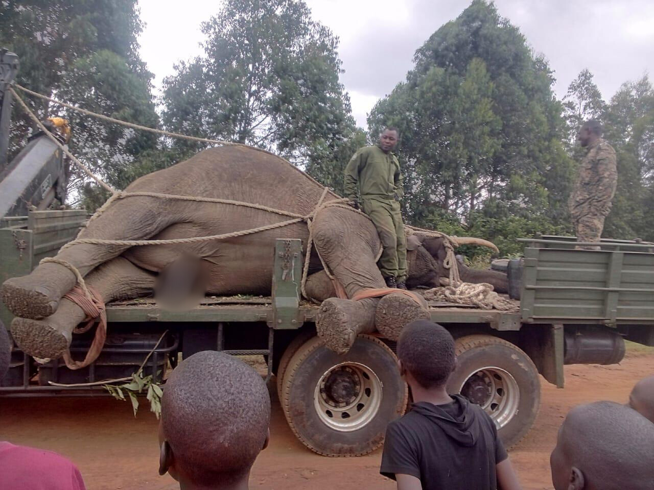 Davy: The shy elephant who lived with Sachangwan residents for seven years