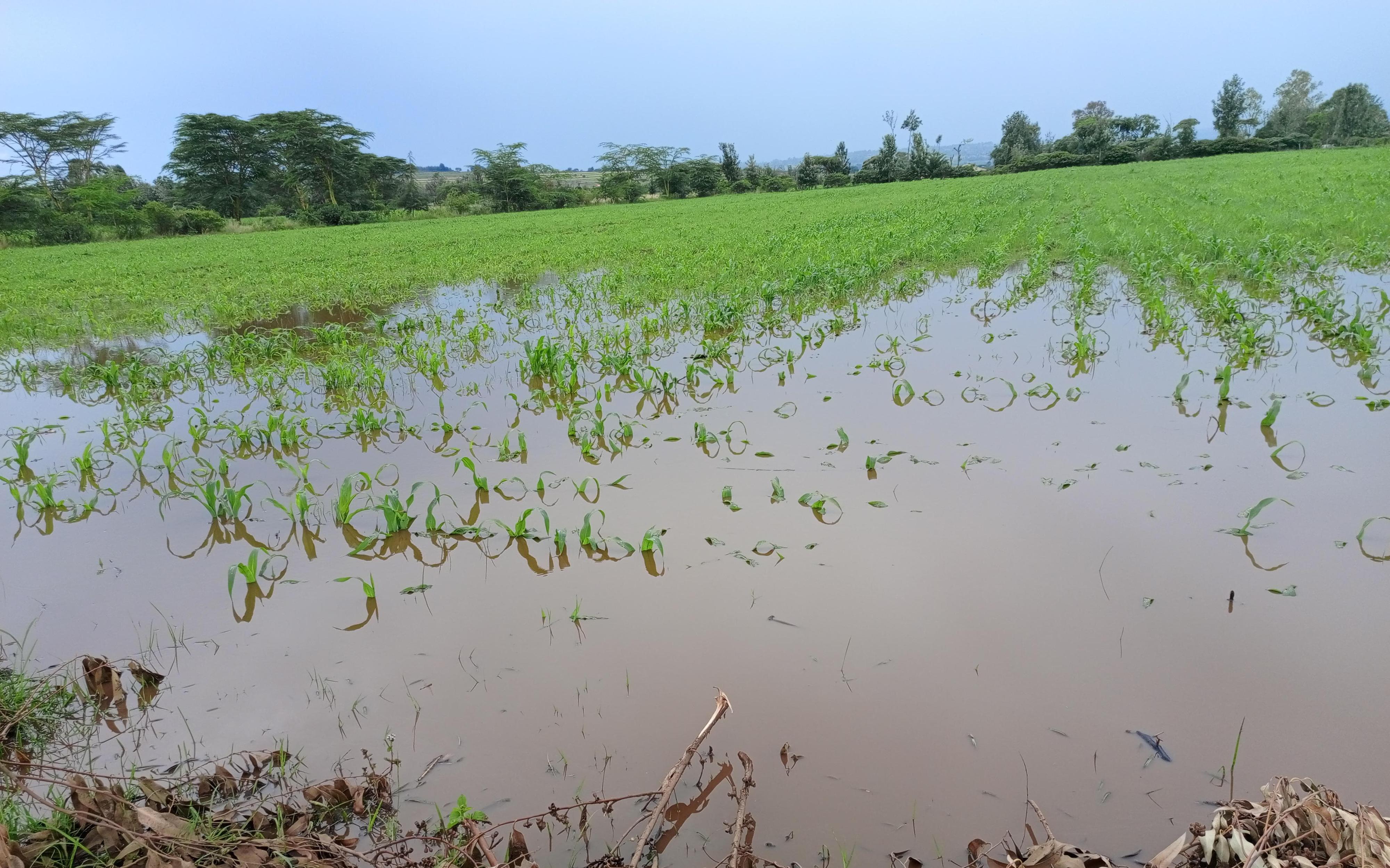 Nakuru floods: Bad news, worse news and worst news for these farmers in ...