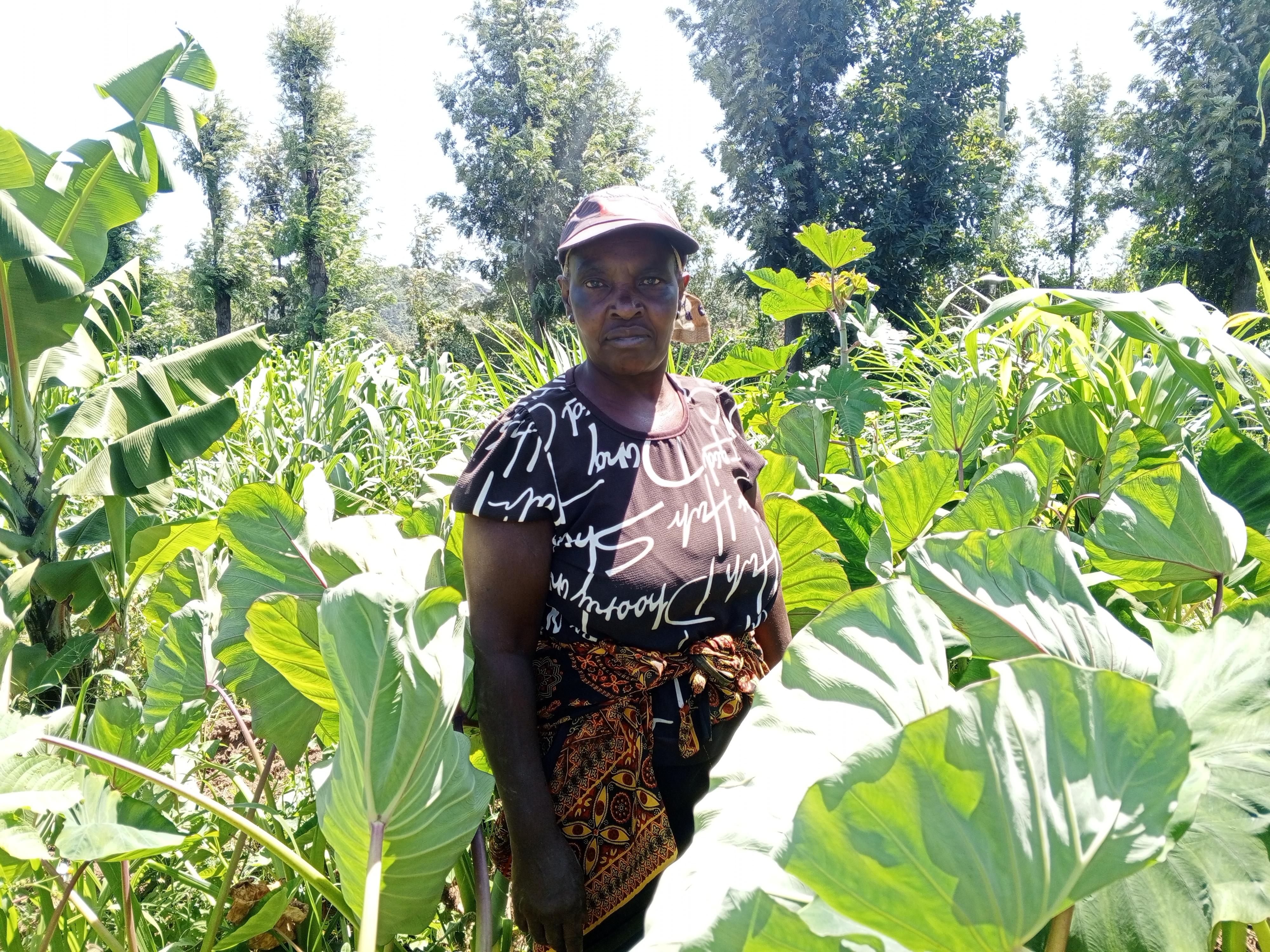 Arrowroots gain popularity as a breakfast meal among Nakuru residents Arrowroots gain popularity as a breakfast meal among Nakuru residents