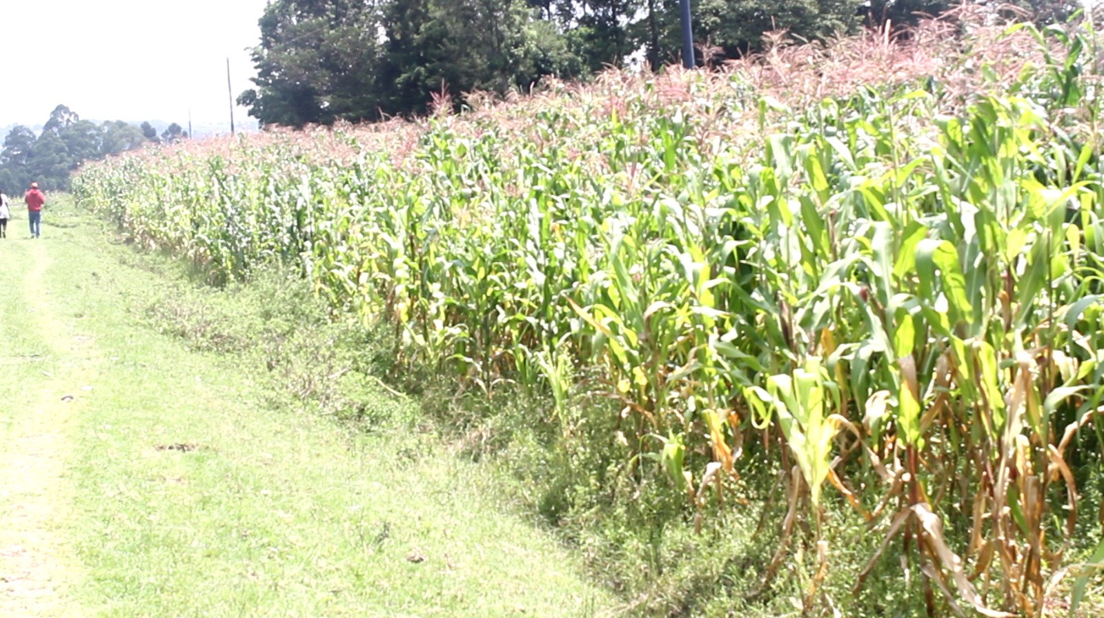 Inside maize farm in Baraka estate where murder and other crimes are ...